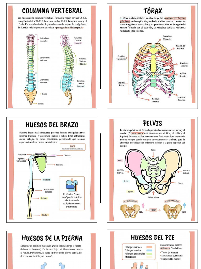 Anatomía 2 | PDF