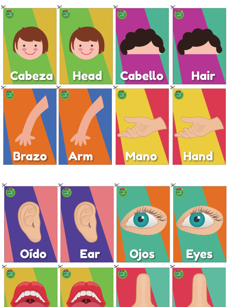 Memoria-de-partes-del-cuerpo | PDF