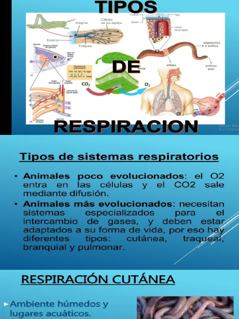 Respiración en Los Animales | PDF