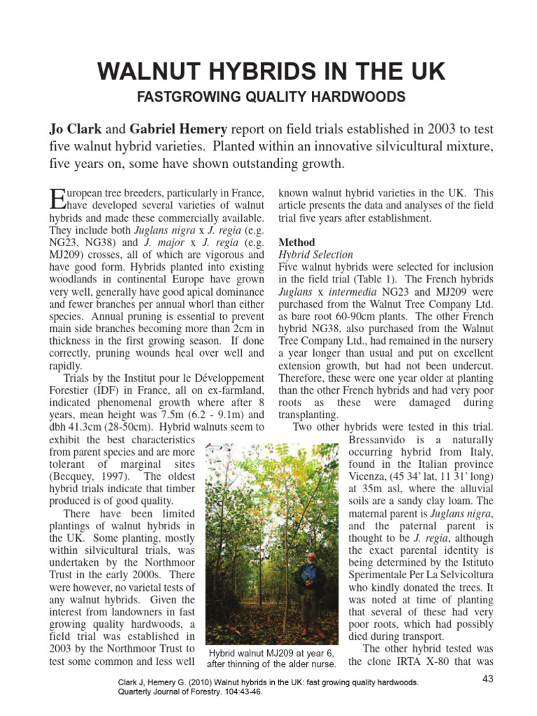 Walnut Hybrid | PDF | Trees | Botany