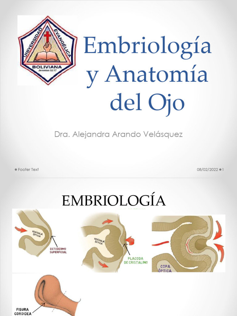 Anatomía y Embriogénesis del Ojo | PDF | Córnea | Ojo humano
