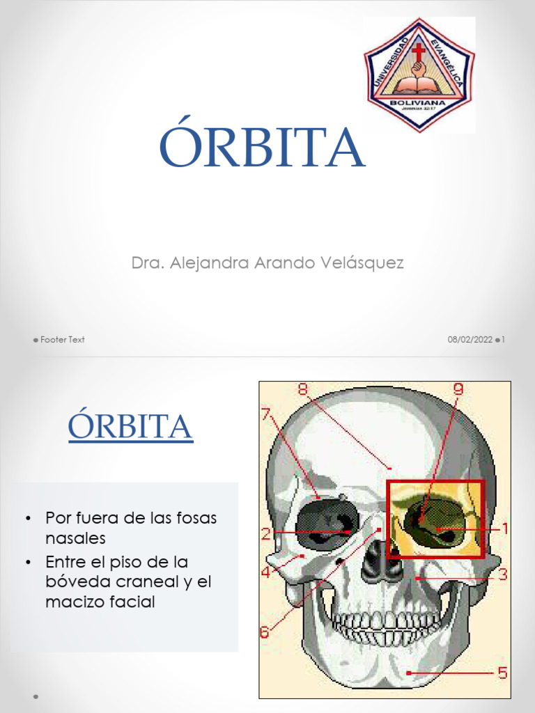 Tema 3 Órbita | PDF | Cabeza y cuello humanos | Medicina CLINICA