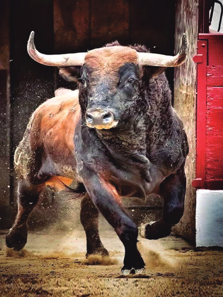 Real Toro | PDF