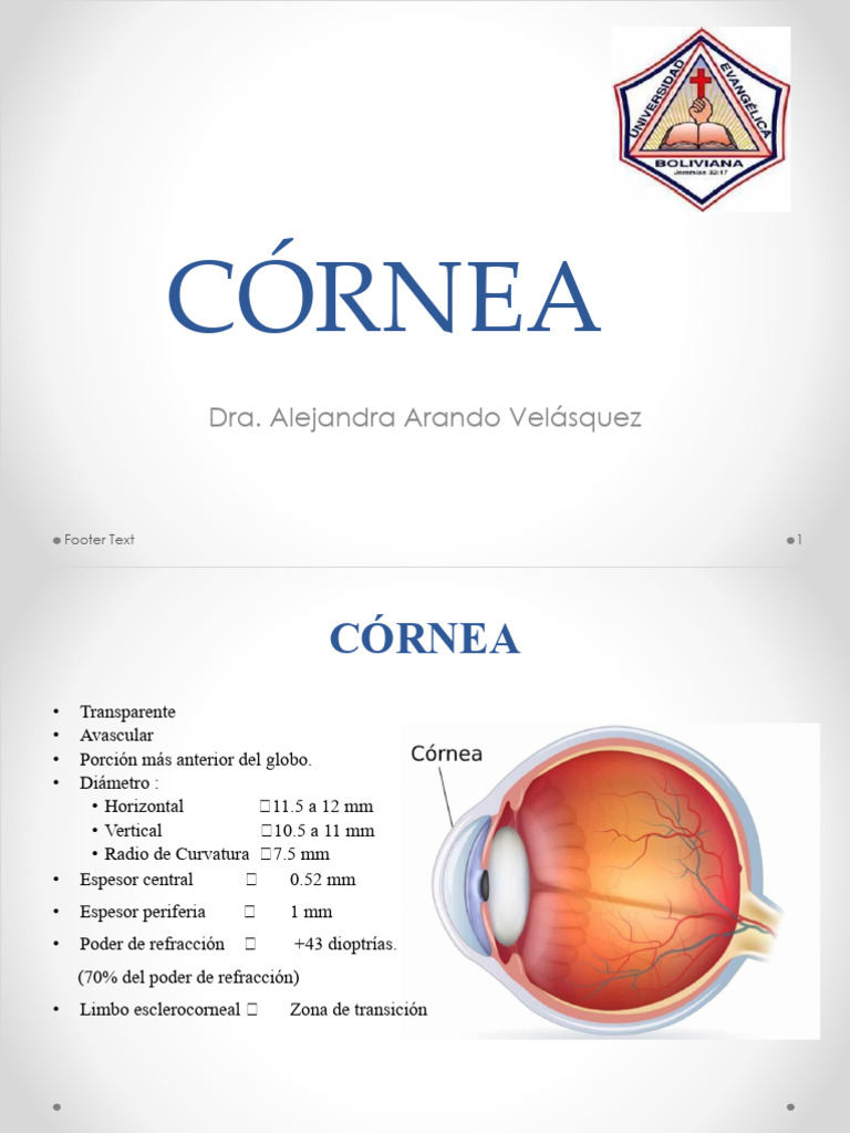 Tema 7 Córnea | PDF | Córnea | Epitelio
