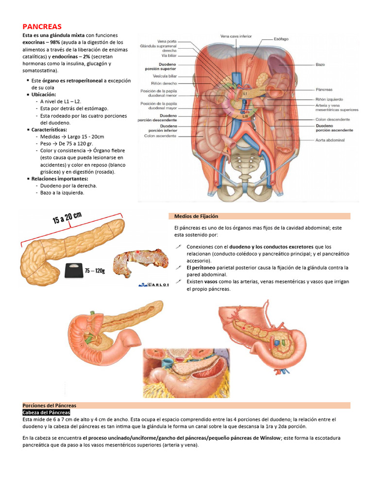 Pancreas | PDF | Páncreas | Órgano (anatomía)