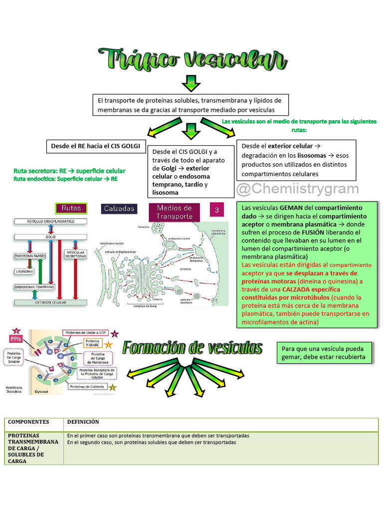 24-25 Tráfico Vesicular 1y2 | PDF | Biología Celular | Bioquímica
