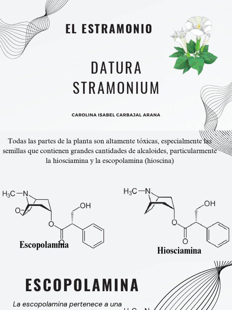 Datura Stramonium | PDF