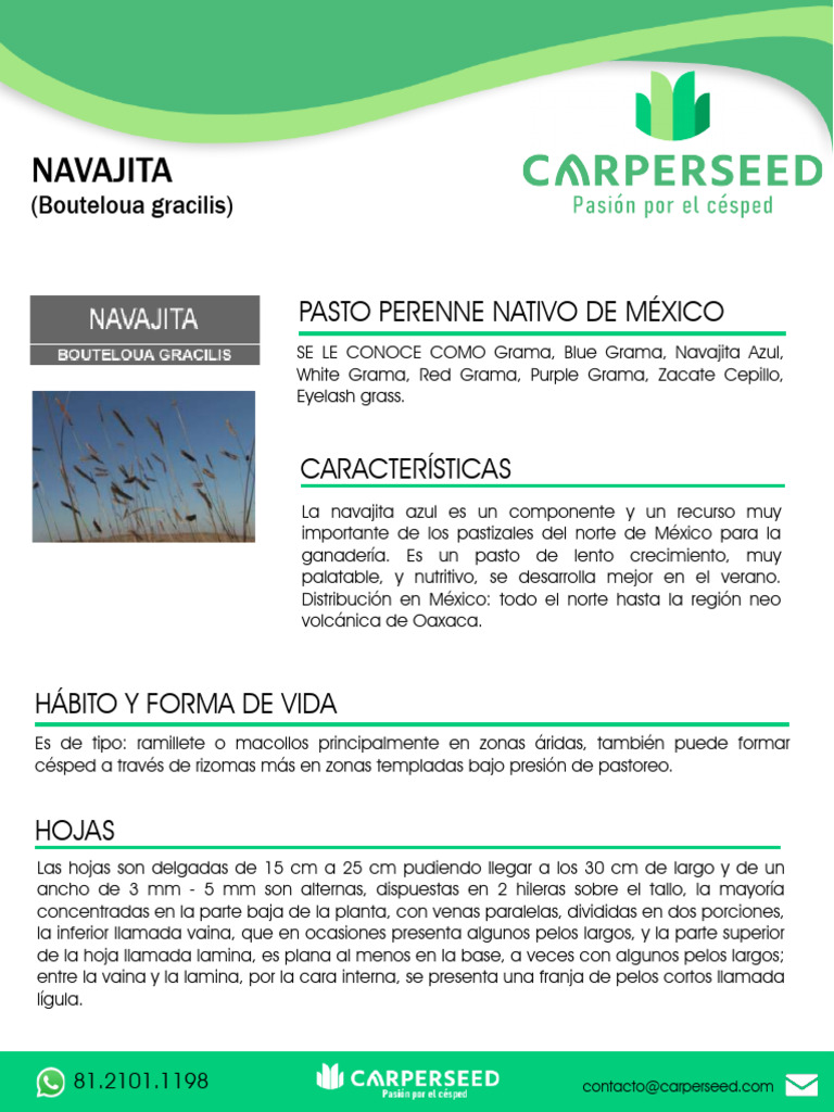Navajita Bouteloua | PDF | Pasto | Pasto