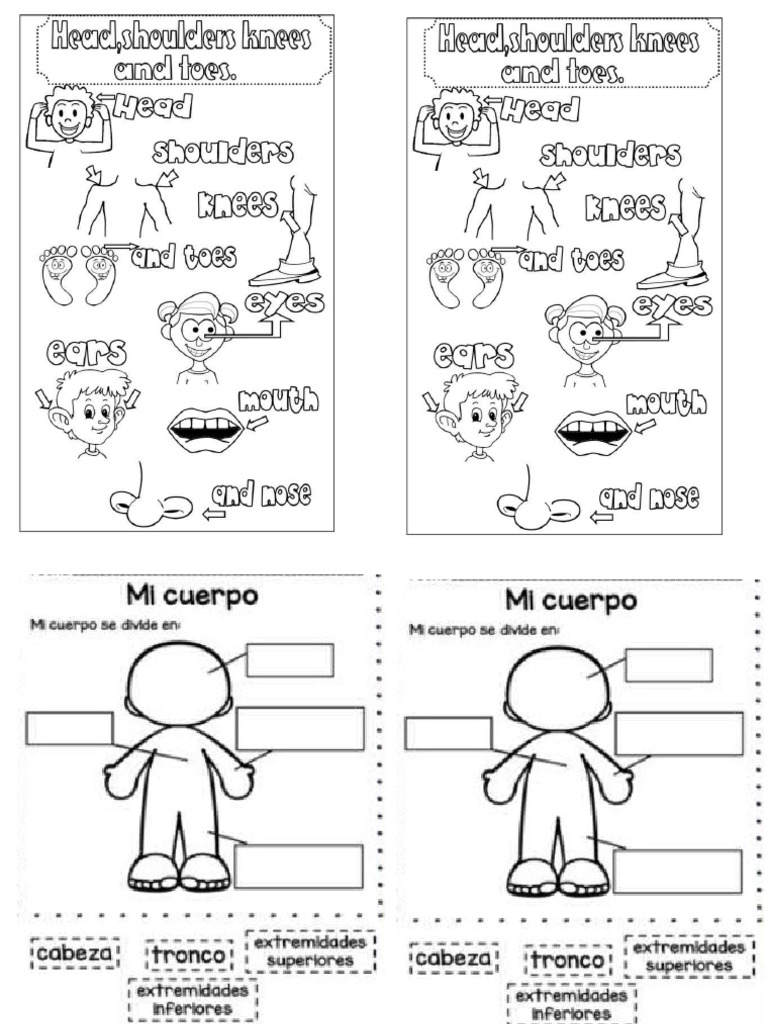 Partes Del Cuerpo Humano Ingles Pdf