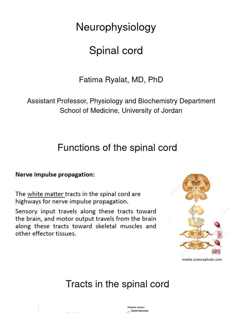 11. Spinal Cord | PDF | Motor Neuron | Human Anatomy