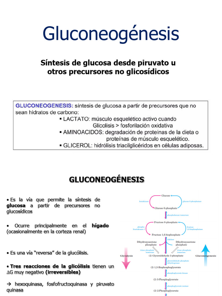 Gluconeog%C3%A9nesis 2023 | PDF | Glucólisis | Biomoléculas
