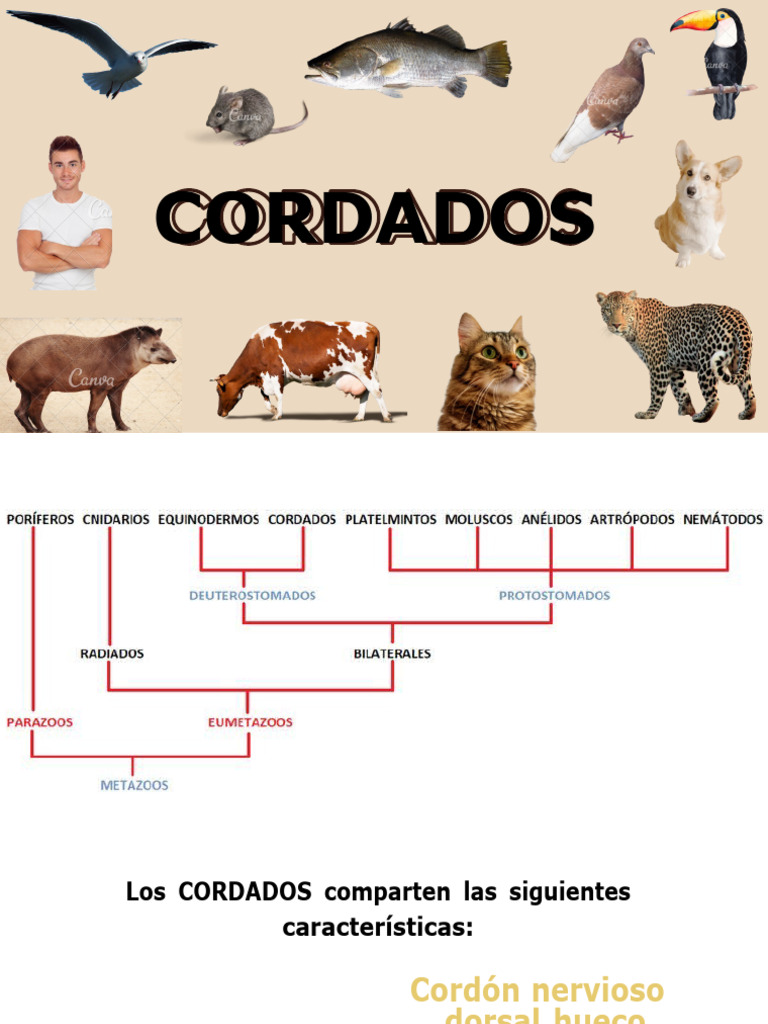 Características de los Cordados | PDF | Vertebrados | Pescado