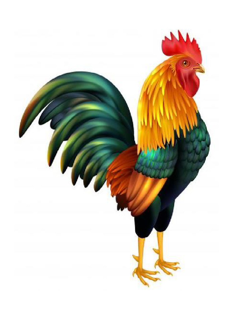 Gallo Fonema C | PDF