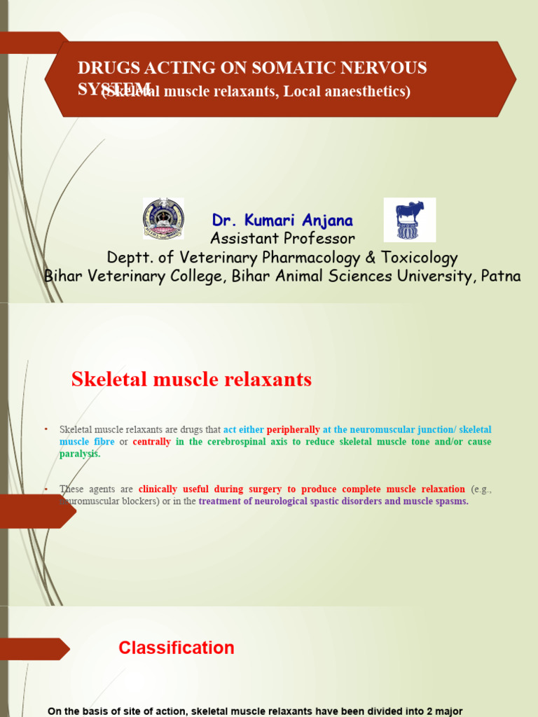 Drugs Acting On Somatic Nervous System | PDF | Neuromuscular Junction | Acetylcholine