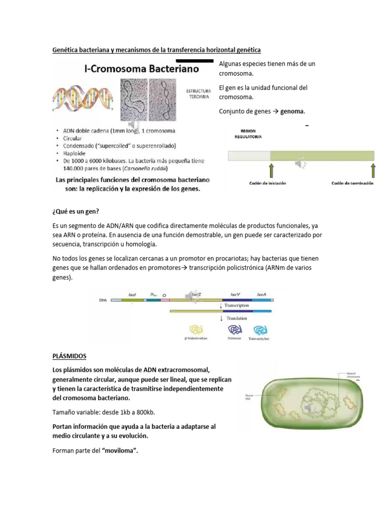 Genética Bacteriana y Mecanismos de La Transferencia Horizontal ...