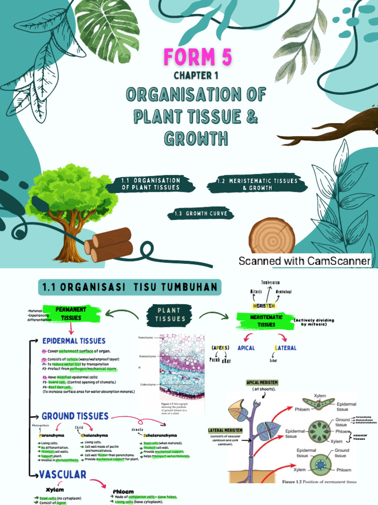 Plant Tissue Organization and Growth | PDF | Tissue (Biology) | Root