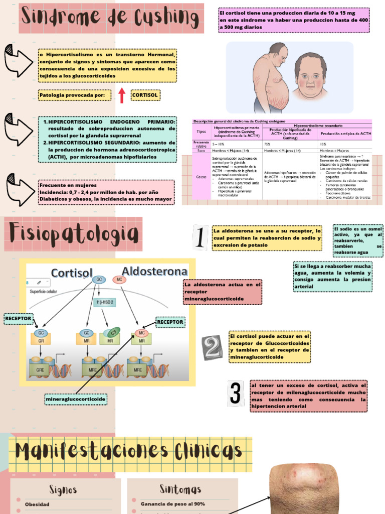 Hipercortisolismo y Síndrome de Cushing | PDF | Cortisol | Glucocorticoides