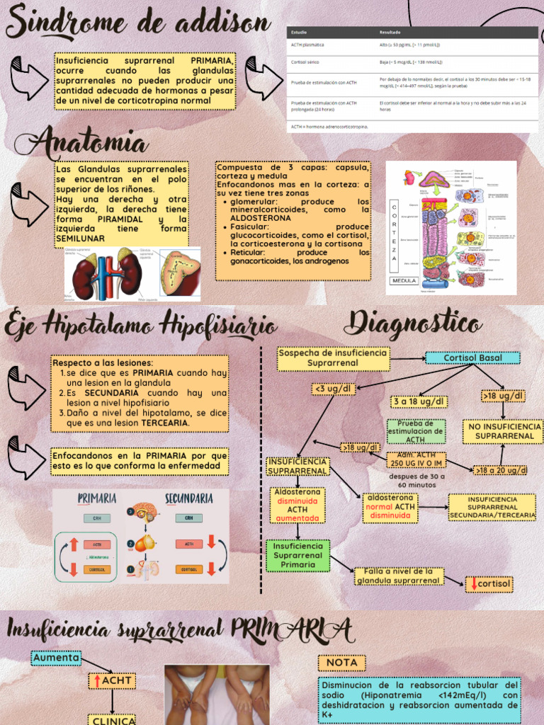Sindrome de Addison | PDF | Glándula suprarrenal | Hormona ...