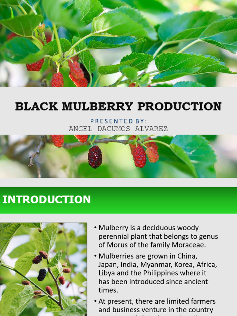 Black Mulberry Project Proposal Presentation | PDF