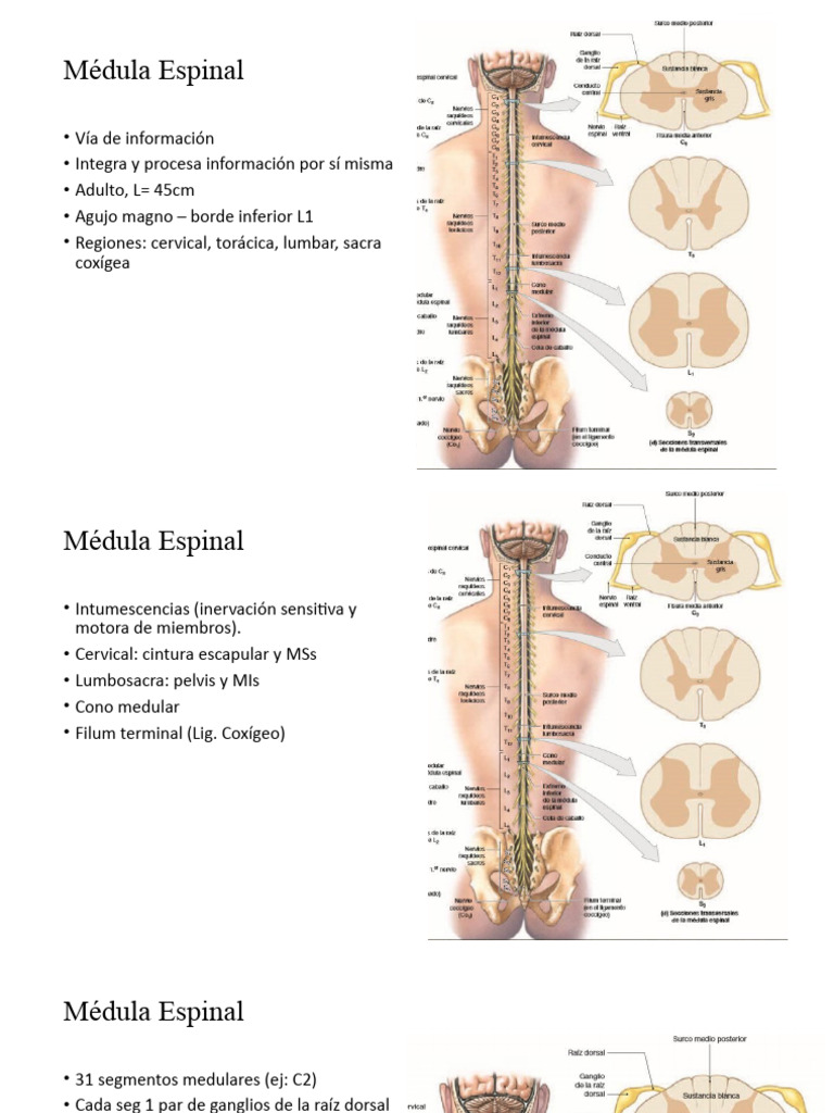 Estructura y Función de la Médula Espinal | PDF | Médula espinal | Anatomía