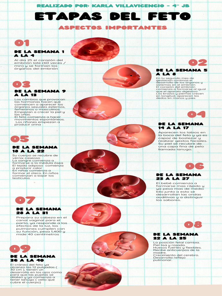Infografía del Feto - Villavicencio Vera Karla Camila - 4°JBG | PDF ...