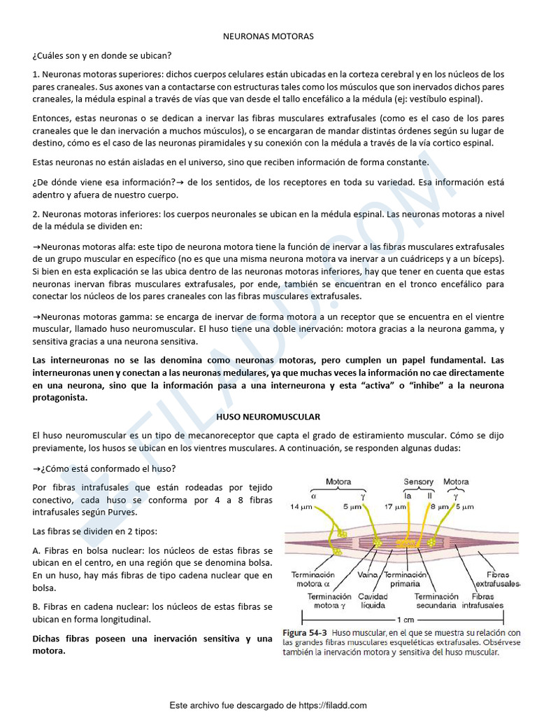 Motoneuronas-Bucle Gamma y Microcircuito 2 | PDF | Neurona motora | Neurona