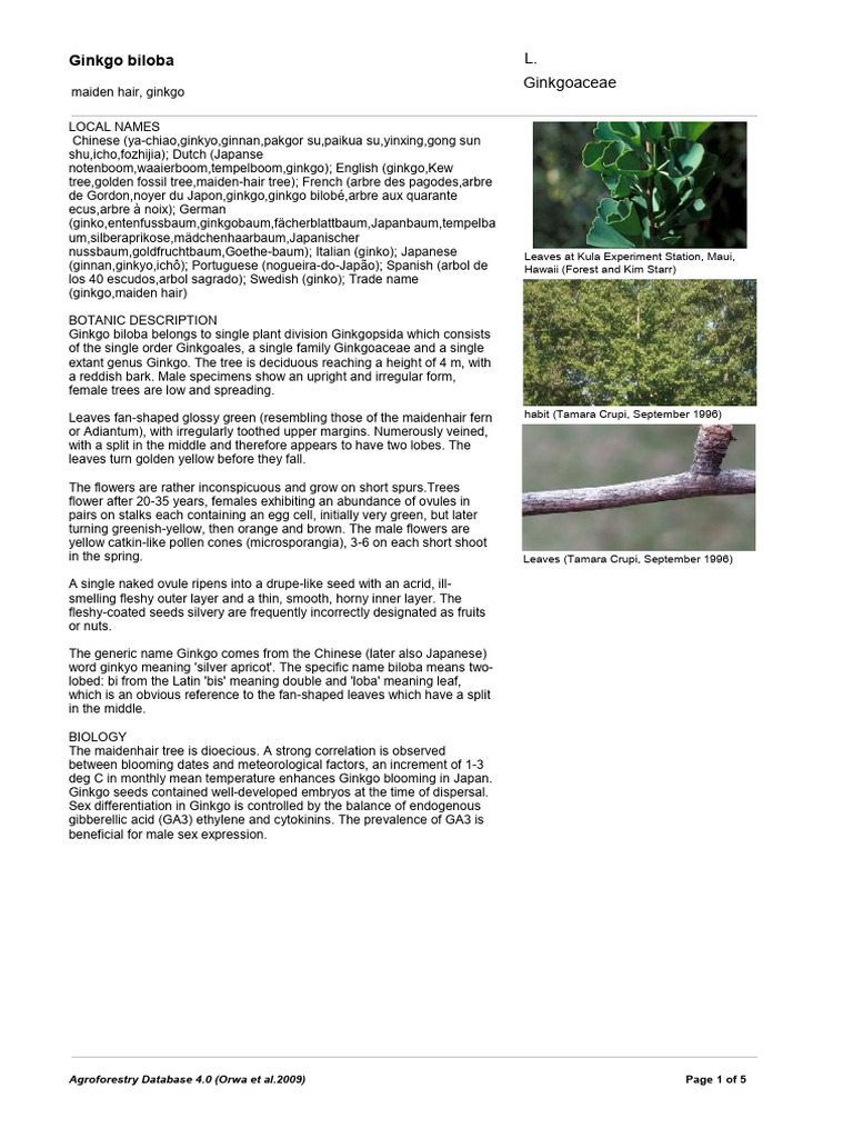 Ginkgo Biloba PDF | Download Free PDF | Trees | Seed