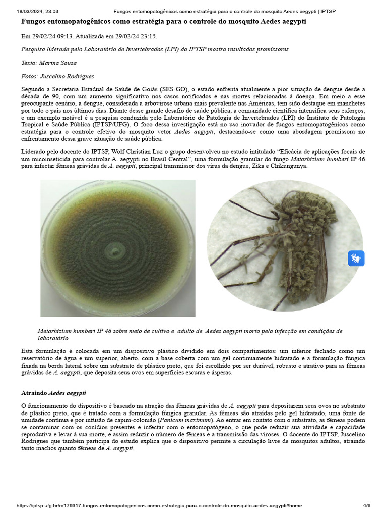 Fungos Entomopatogênicos Como Estratégia para o Controle Do Mosquito ...