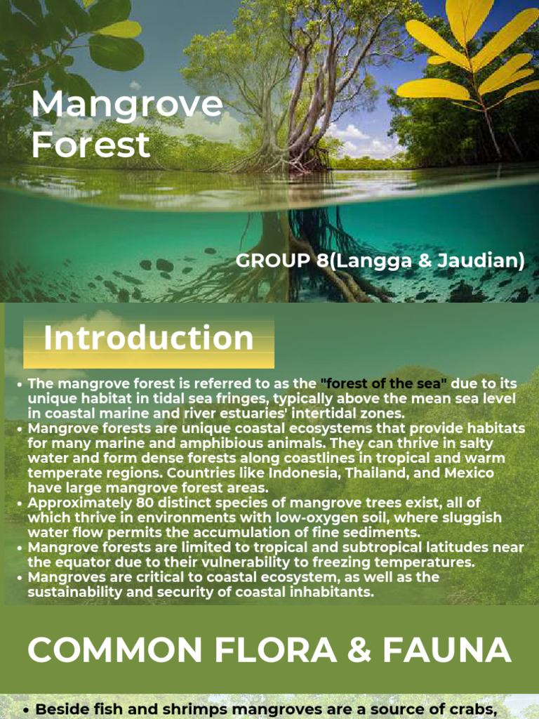 Mangrove Forestcompressed | PDF | Mangrove | Earth Sciences