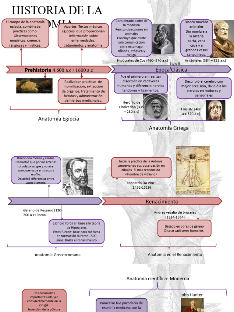 Historia de la Anatomía a través del Tiempo | PDF | Anatomía | Medicina