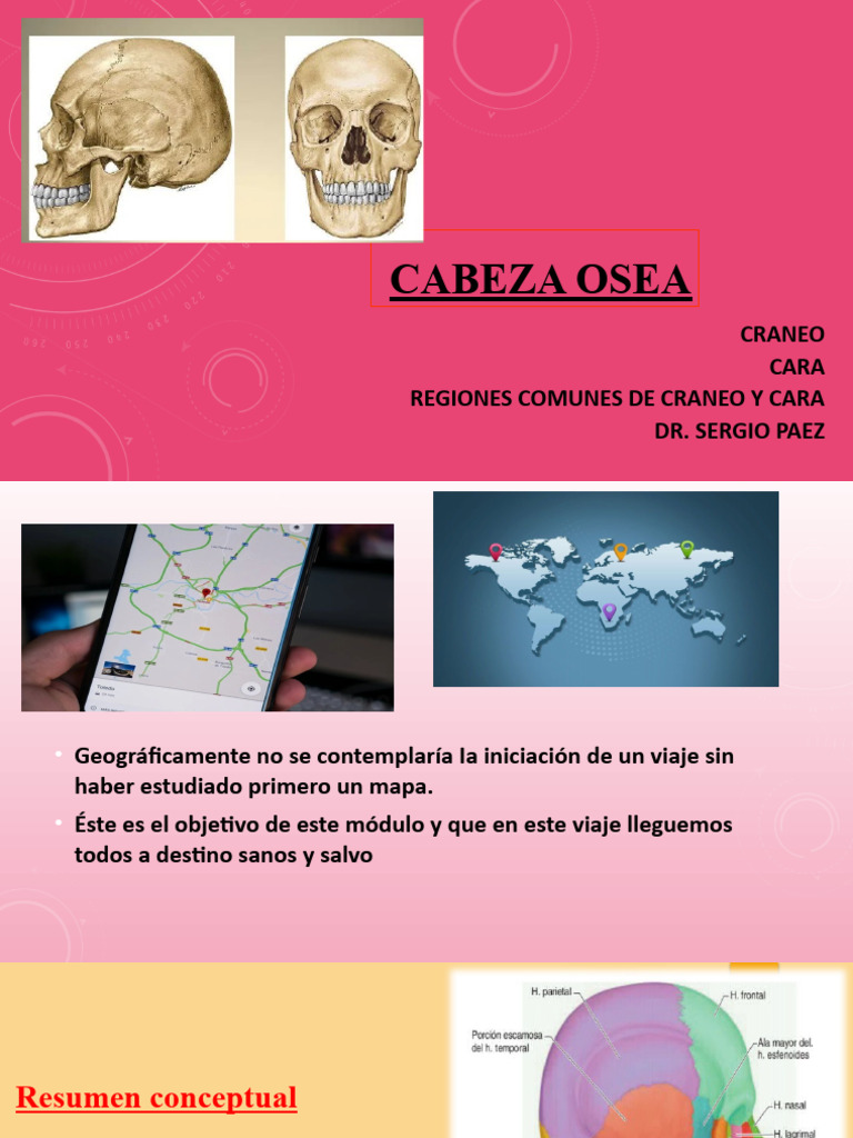 Anatomía del Cráneo y la Cara | PDF | Cráneo | Sistema musculoesquelético