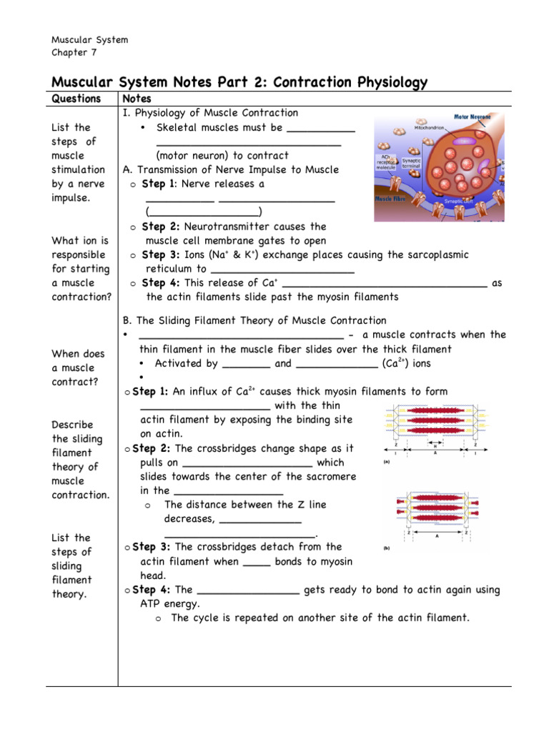 Muscular System Notes Part 2 kd12 | PDF | Muscle Contraction | Cell Biology