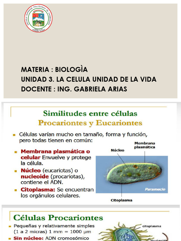 Organelos Celulares: Funciones y Estructura | PDF | Mitocondria ...