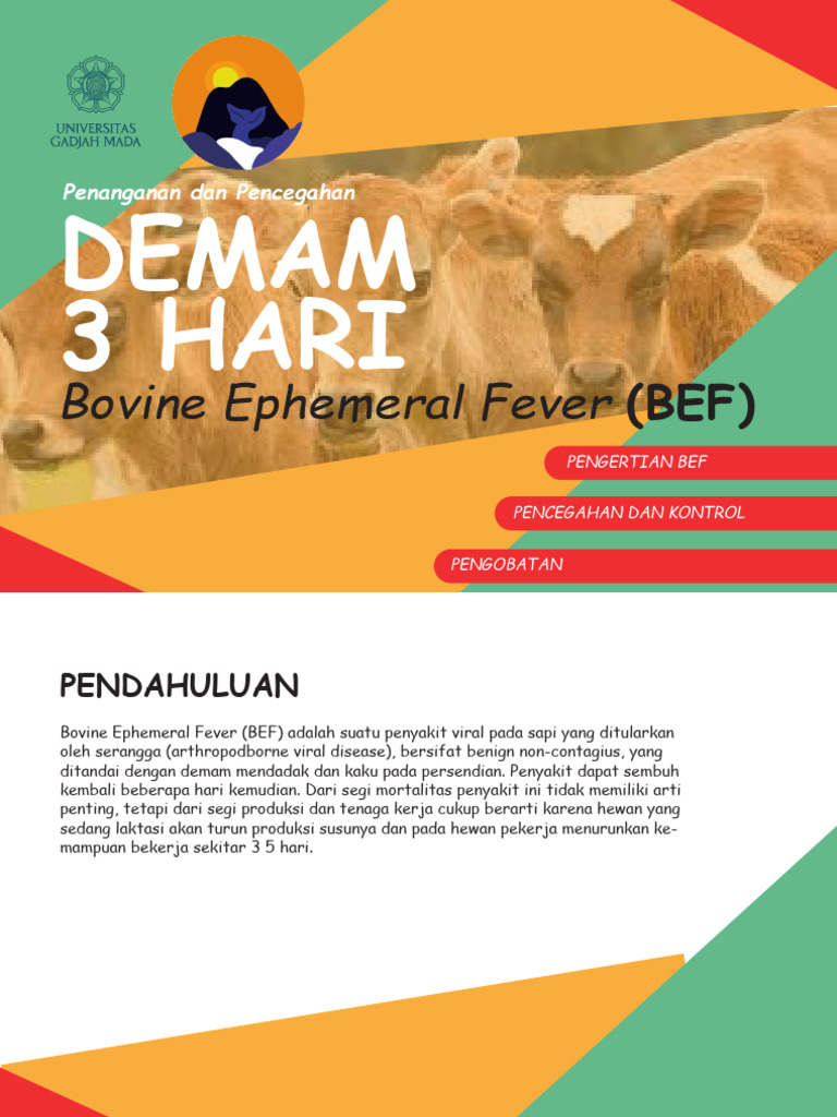 Pengertian dan Penanganan BEF pada Sapi | PDF