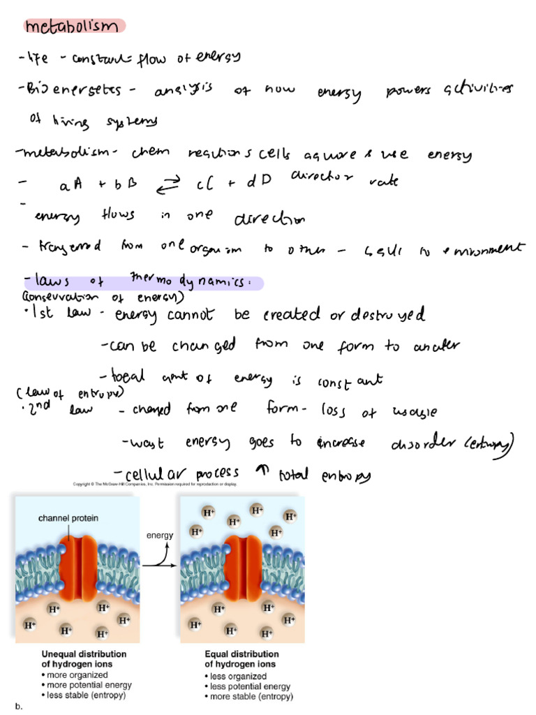Metabolism-Note Oct 11, 2023 | PDF | Enzyme Inhibitor | Enzyme