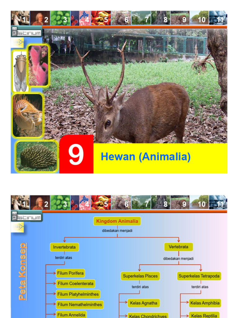 Animalia | PDF | Griya & Taman | Kesehatan Holistik