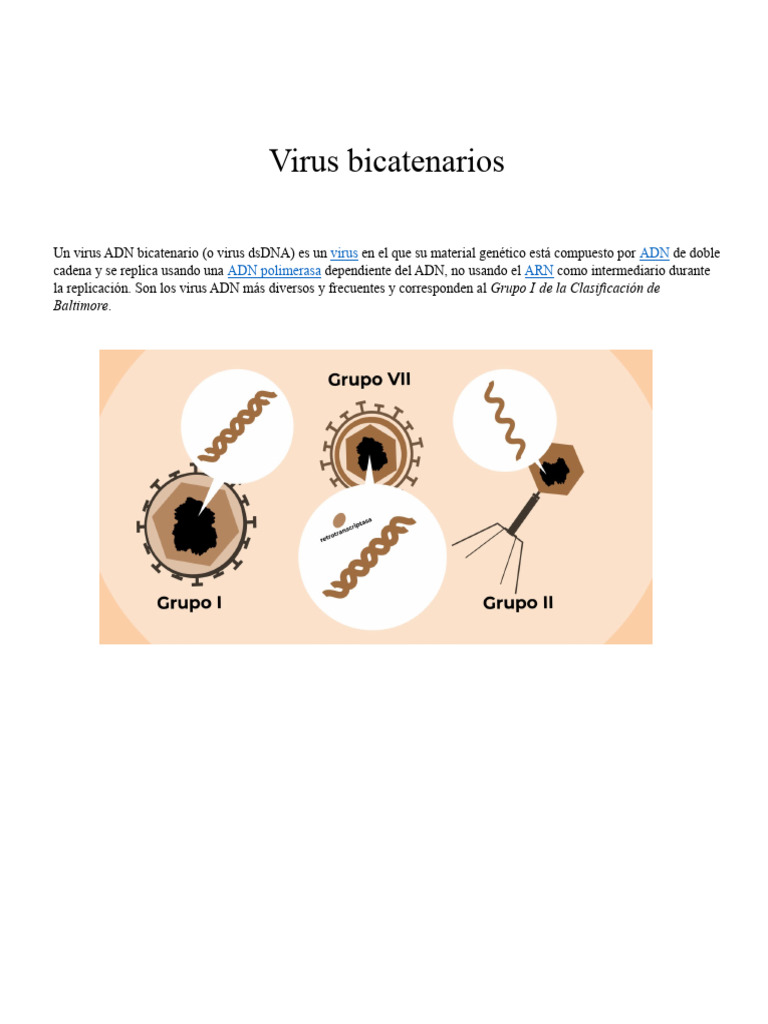 Virus ADN Bicatenario: Características y Clasificación | PDF | Virus | Rna