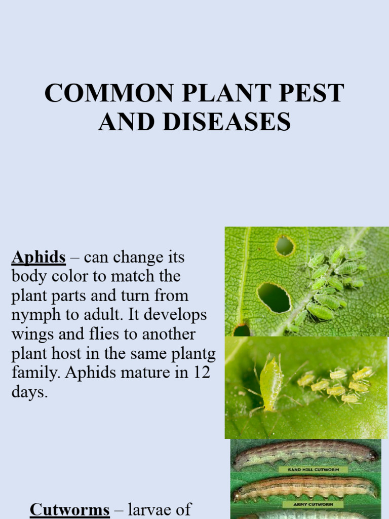 Common Plant Pests and Diseases Guide | PDF | Science & Mathematics