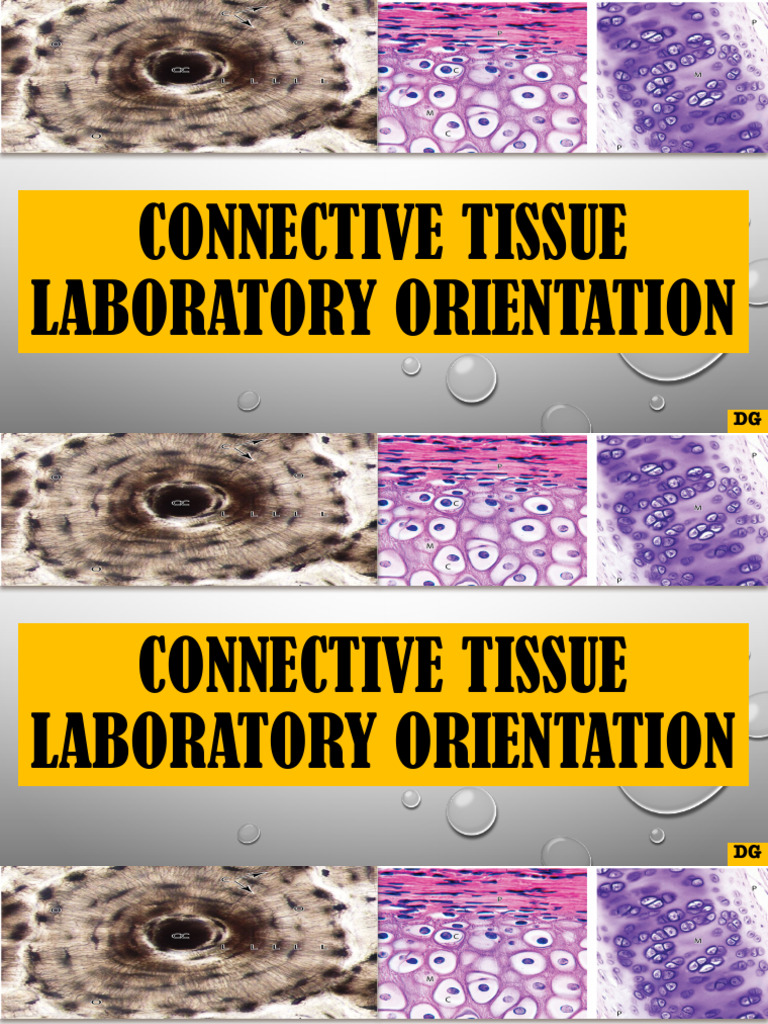 Lab Orientation - Connective Tissue - FINAL | PDF | Epithelium ...