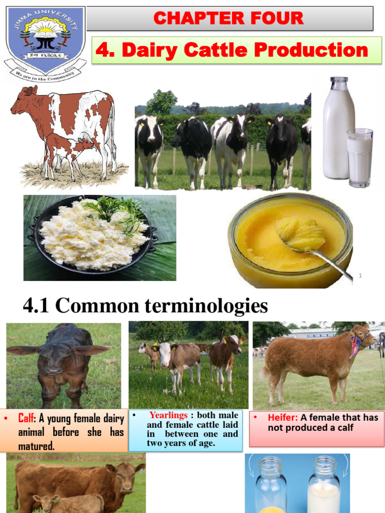 Chapter 4-6 Dairy - Beef and Shoat | PDF | Dairy Cattle | Cattle