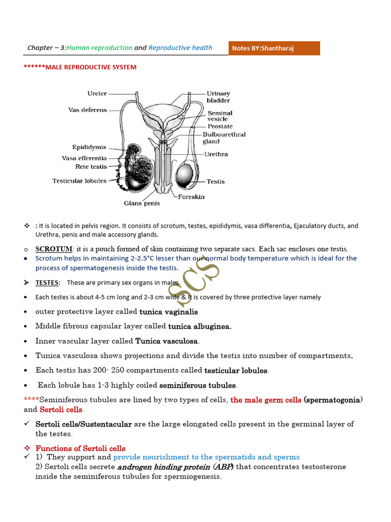 Human Reproduction Logo Notes | PDF | Menstrual Cycle | Ovary