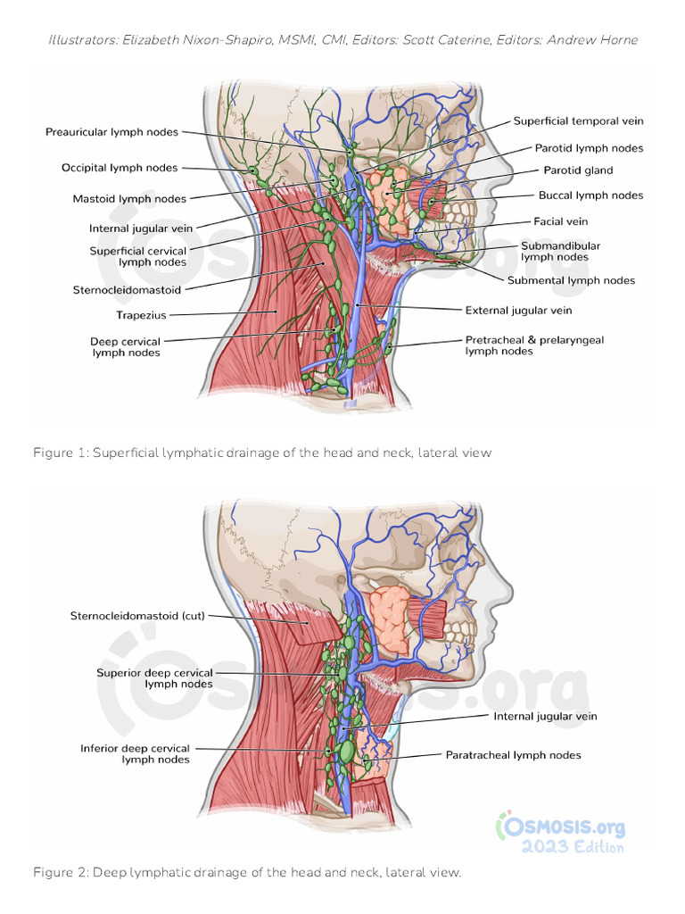 Anatomy of The Lymphatics of The Neck - Video - Osmosis | PDF | Foreign ...