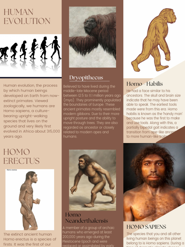 HUMAN EVOLUTION | PDF | Homo | Human Evolution