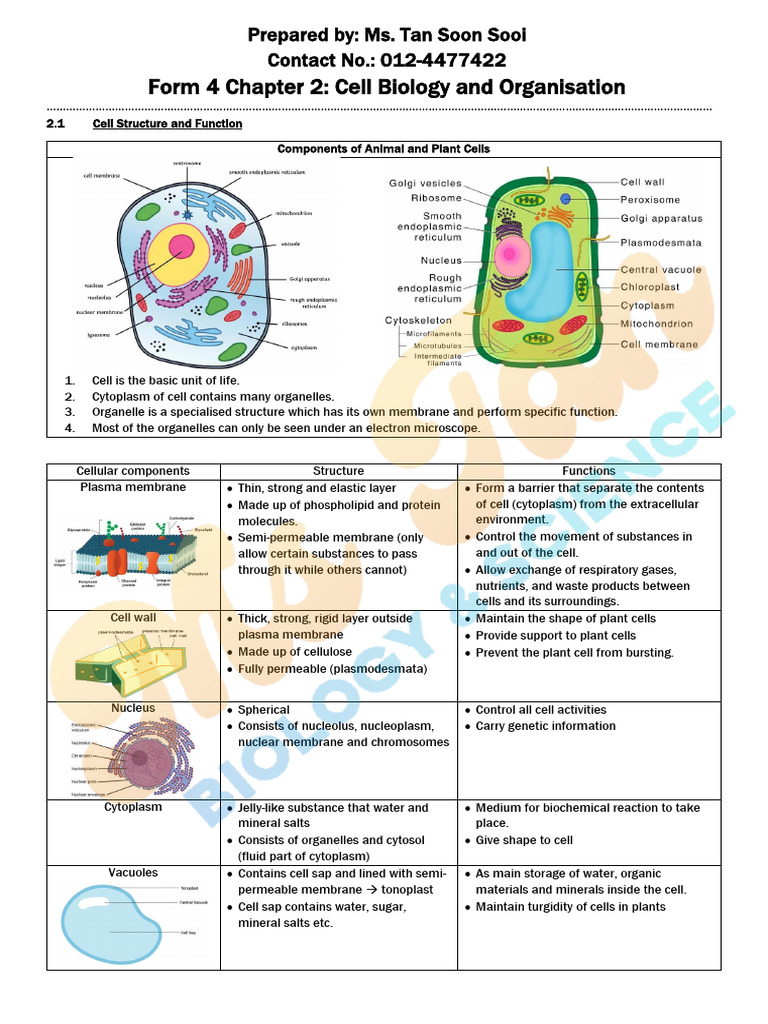 BIO NOTES | PDF | Tissue (Biology) | Human Body