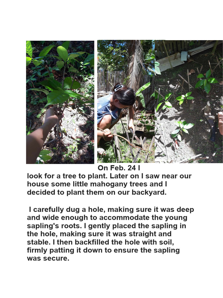 Mahogany Tree 2024 | PDF