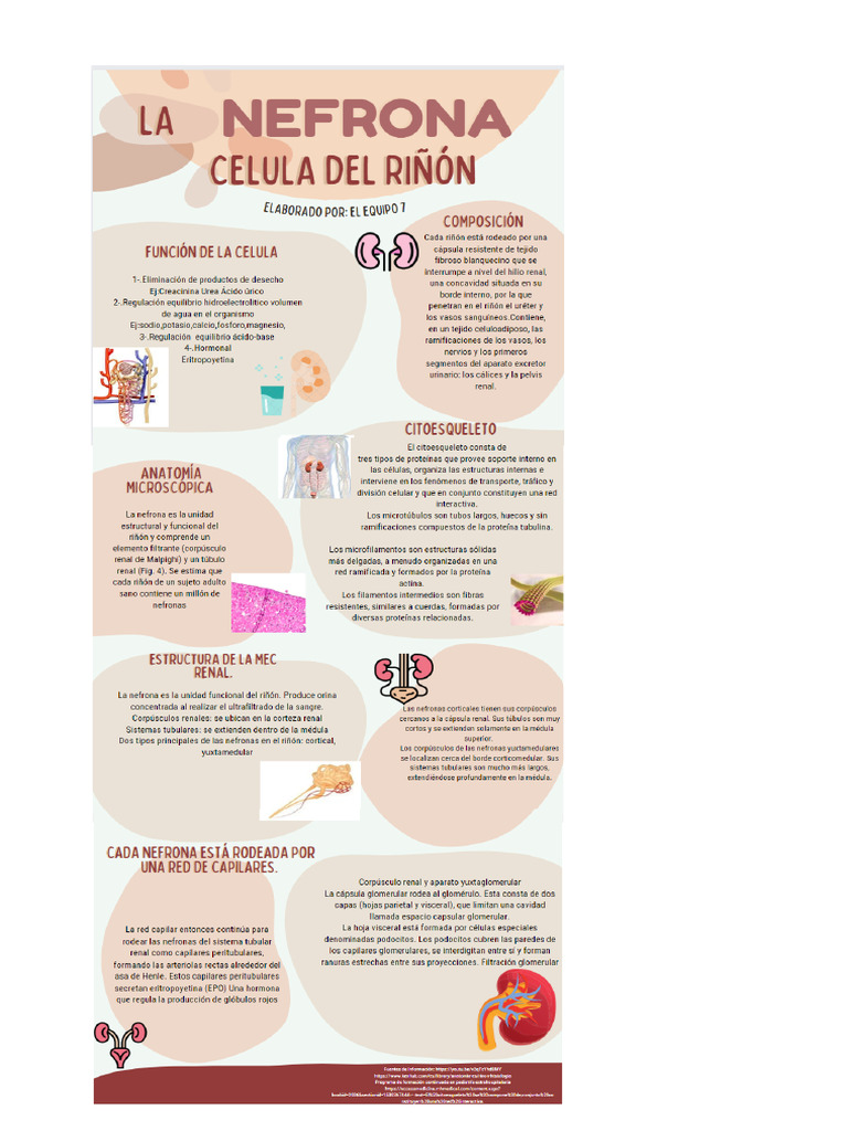 Infografia Nefrona | PDF