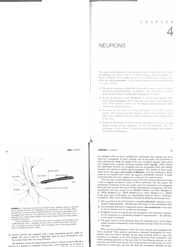 Mead Neurons | PDF