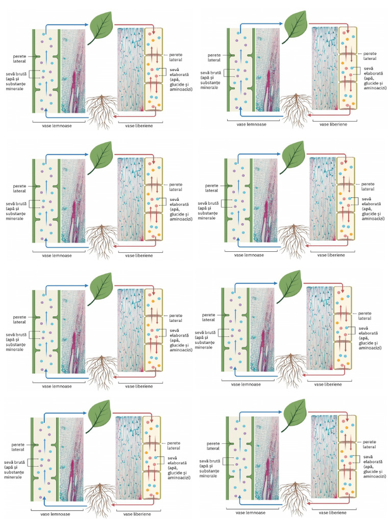 Circulatie Desen | PDF