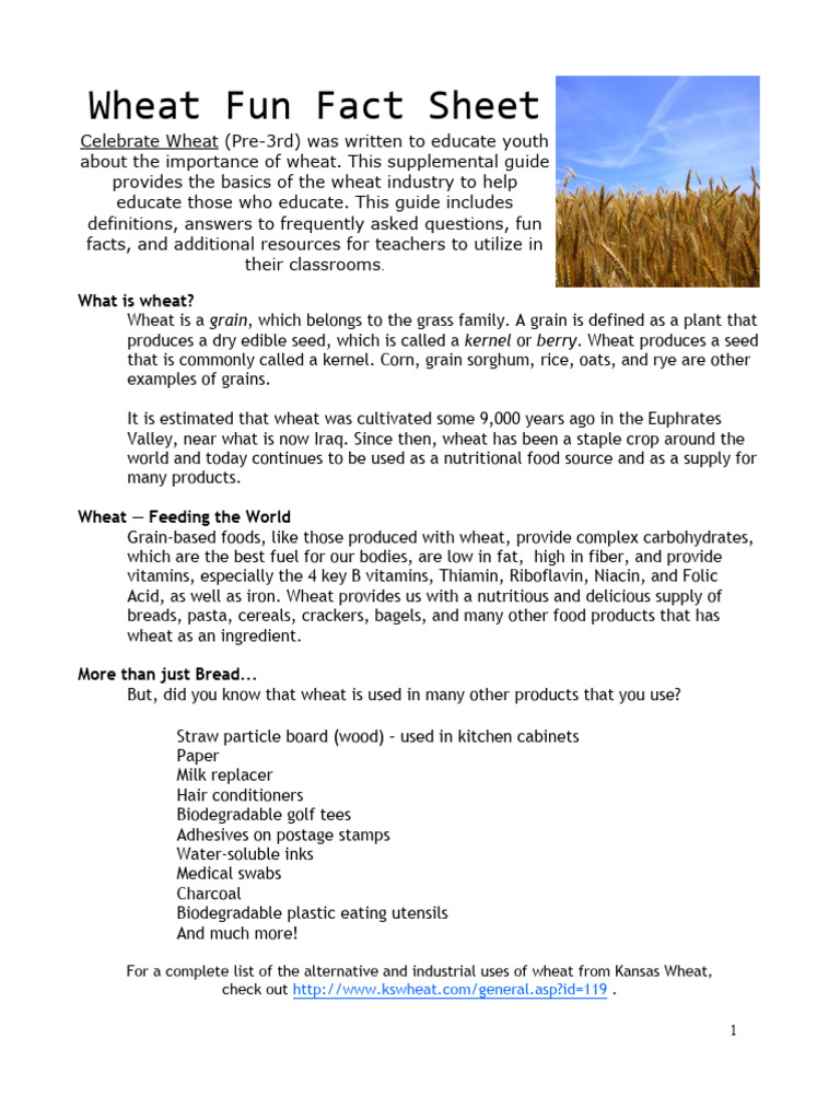 Wheat Fun Fact Guide | PDF | Whole Grain | Cereals