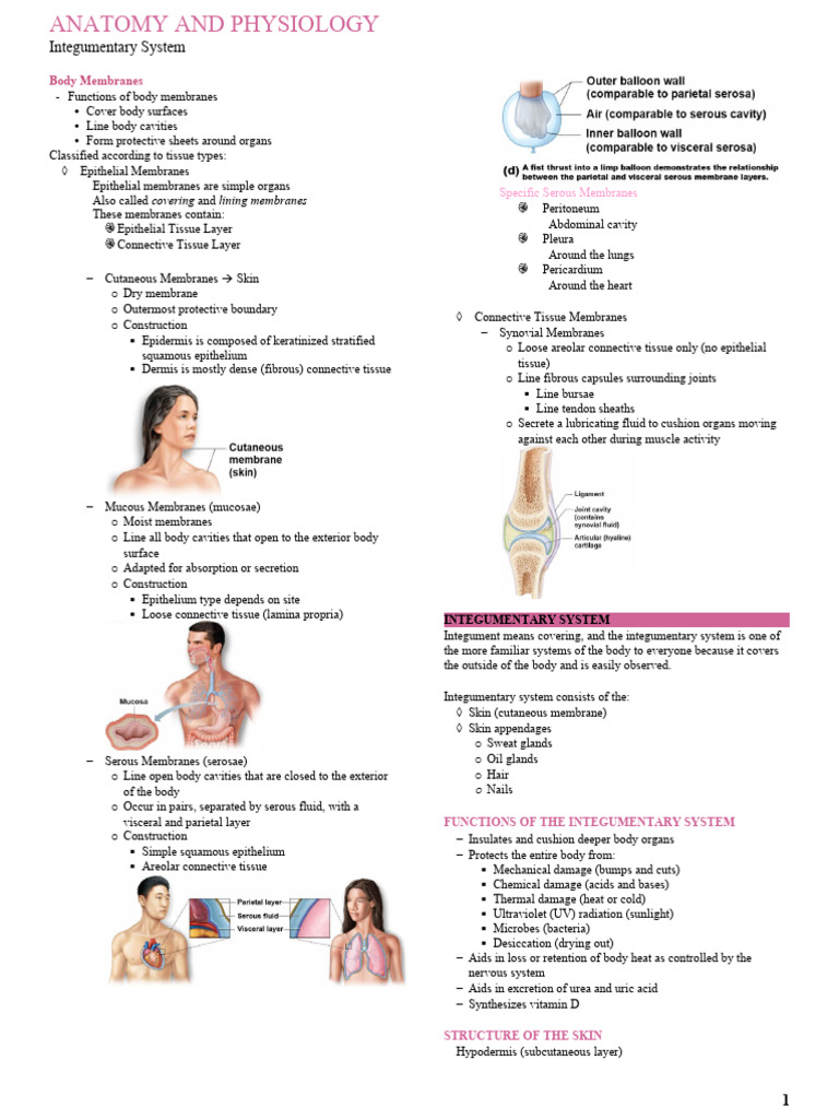 E1.4 Integumentary System | PDF | Integumentary System | Skin